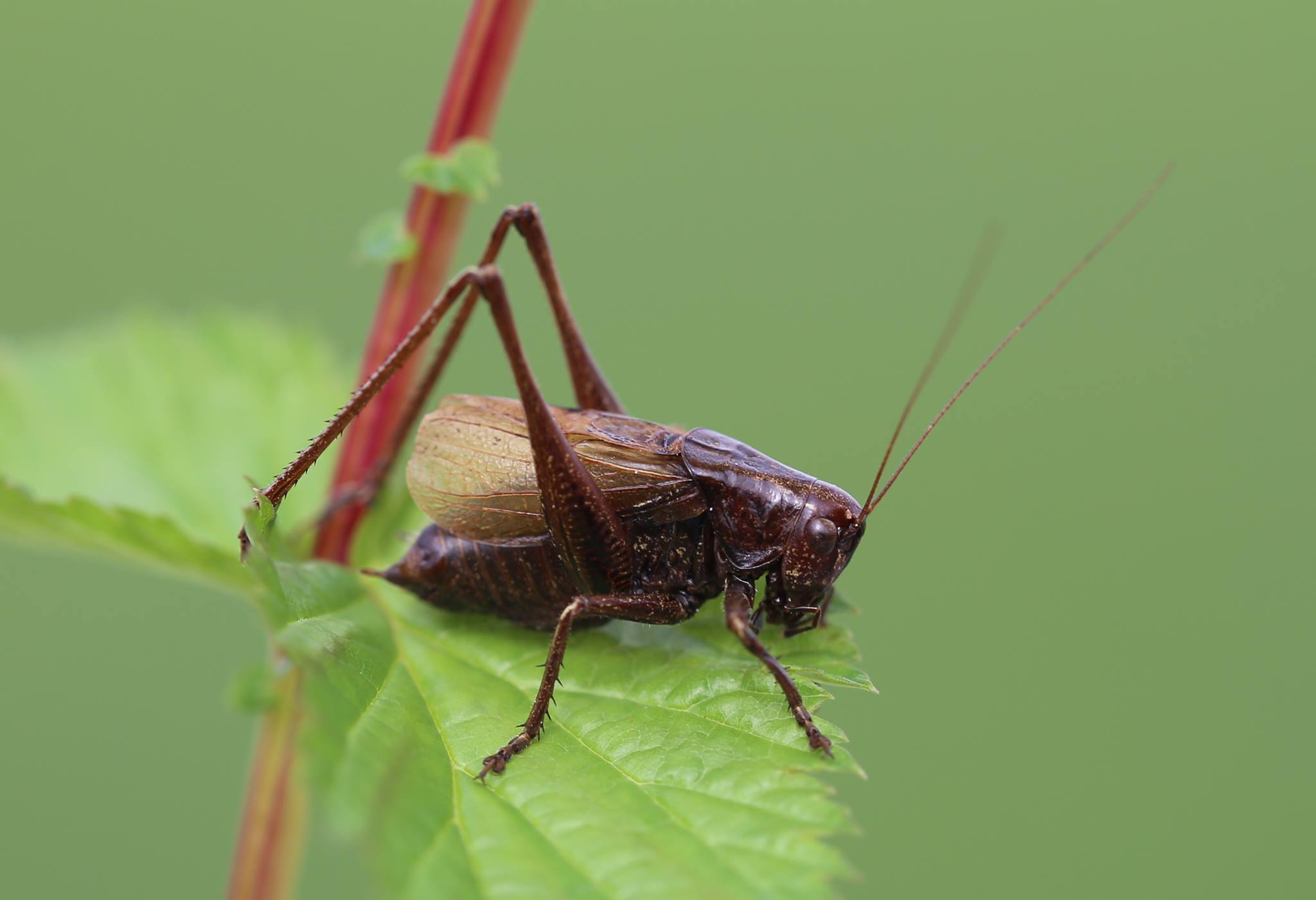 The Mohamed bin Zayed Species Conservation Fund