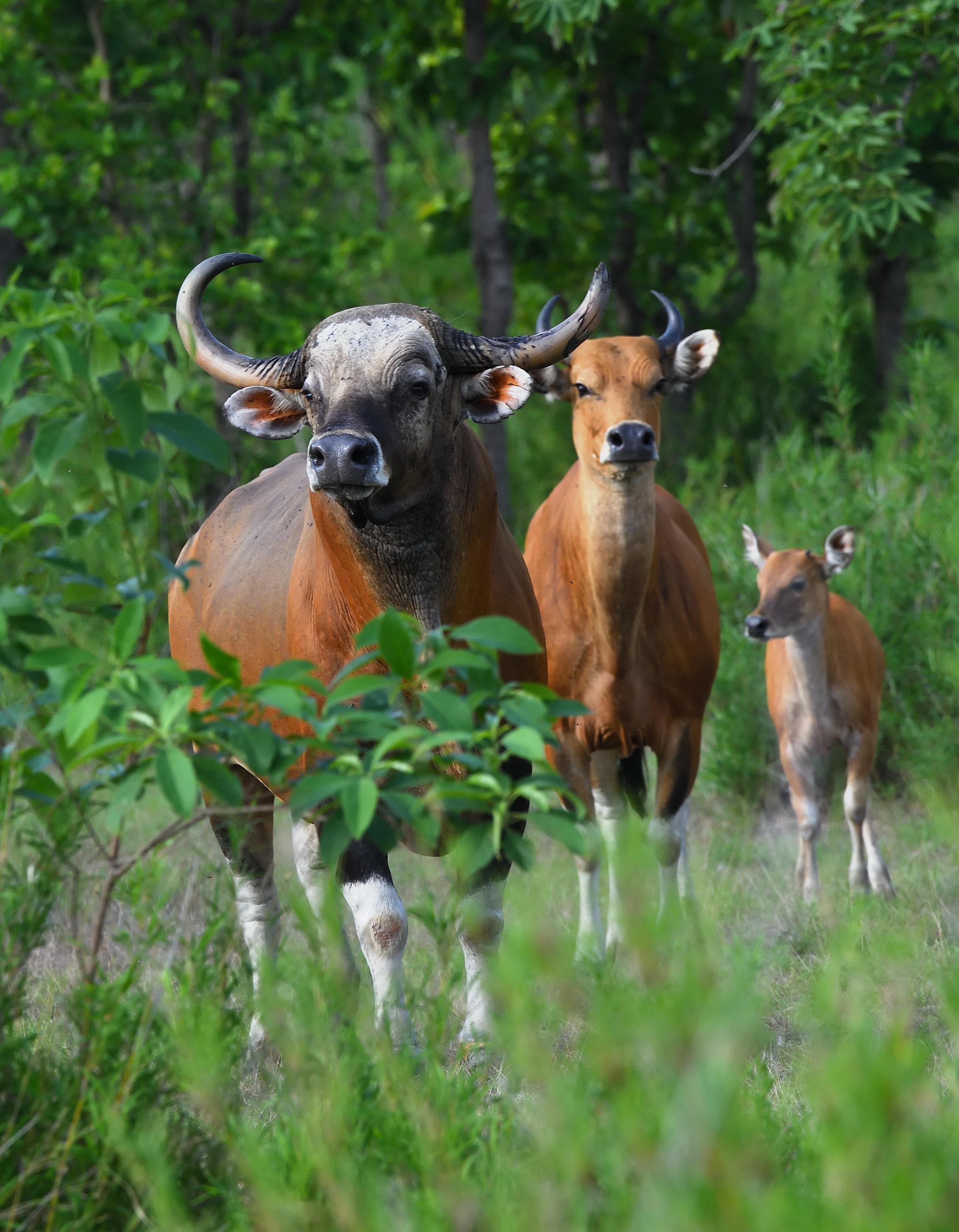 The Mohamed bin Zayed Species Conservation Fund